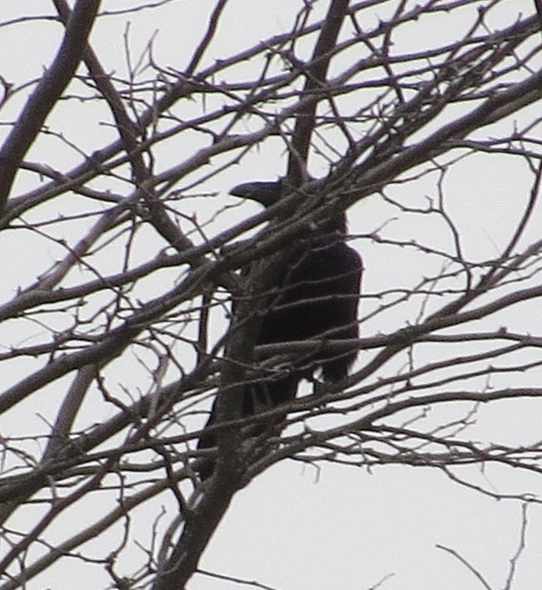 Pennsylvania Bird Atlas Checklist - 11 Feb 2024 - Hidden Creek Park - 24 species