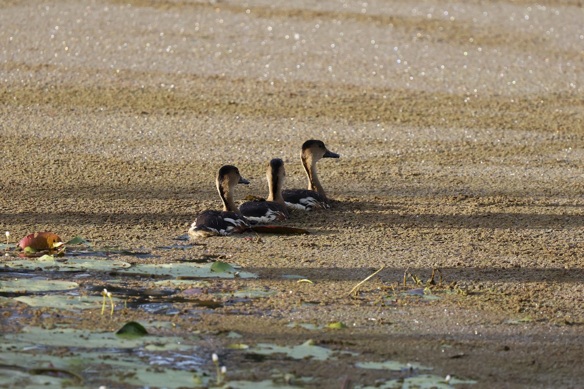 eBird Australia Checklist - 12 Feb 2024 - Sandy Camp Road Wetlands ...