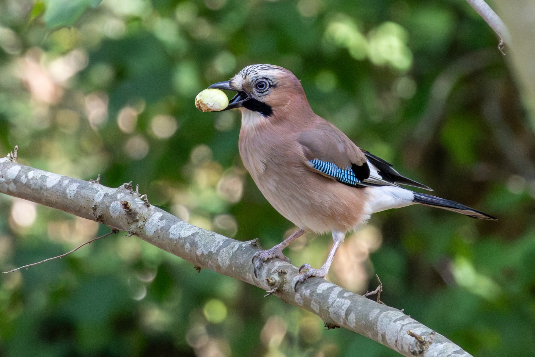 Eurasian Jay (Eurasian) - eBird