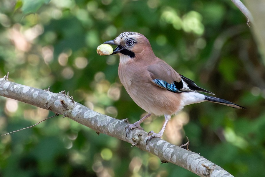 Eurasian Jay (Eurasian) - eBird