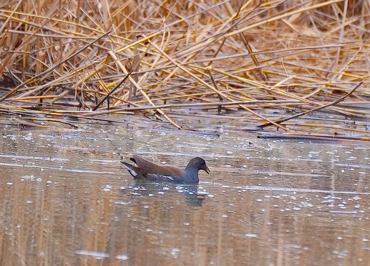 Pennsylvania Bird Atlas Checklist - 11 Feb 2024 - John Heinz NWR--impoundment (Philadelphia Co ...