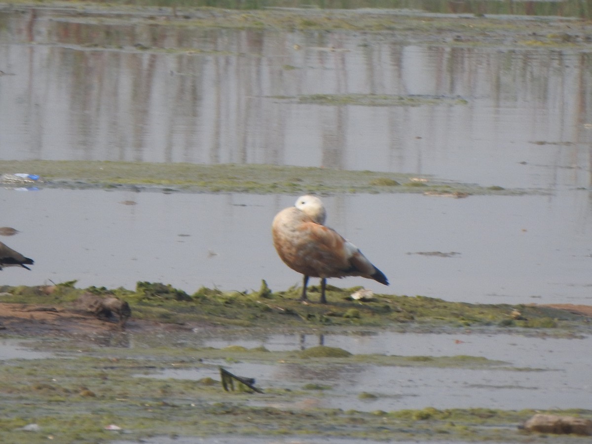 eBird India Checklist - 27 Jan 2024 - Balijatra Ground River Side 20. ...