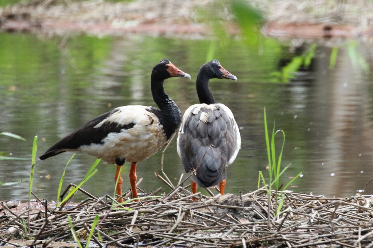 eBird Checklist - 11 Feb 2024 - Abattoir Swamp--Julatten - 17 species
