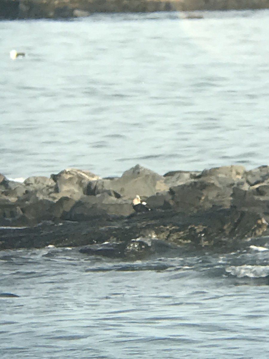 eBird Checklist - 11 Feb 2024 - Biddeford Pool--East Point Sanctuary ...