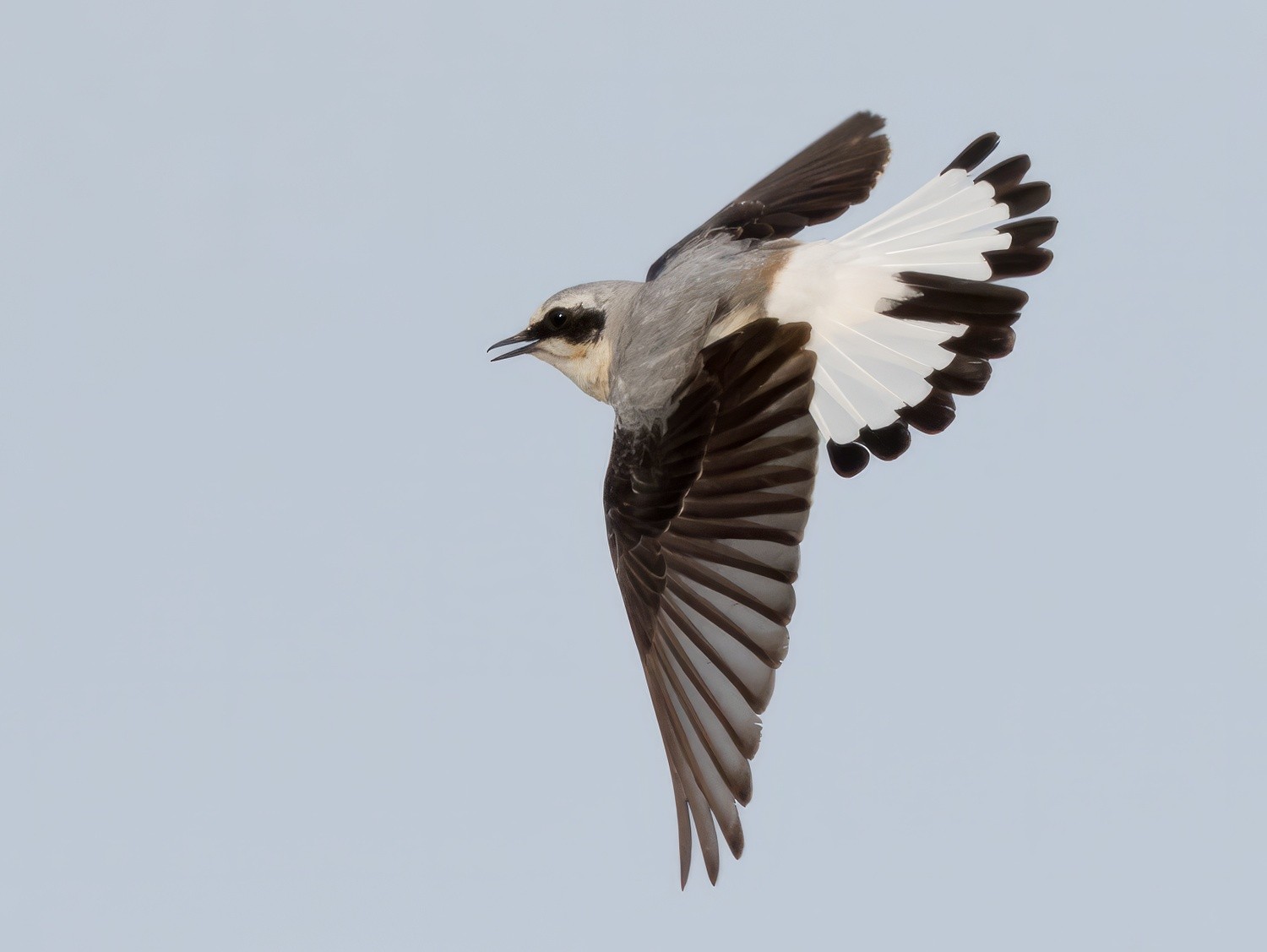 Northern Wheatear - eBird