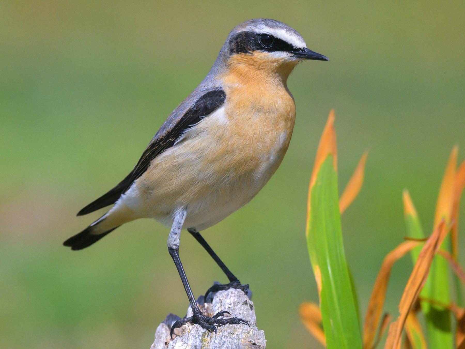 Northern Wheatear - eBird
