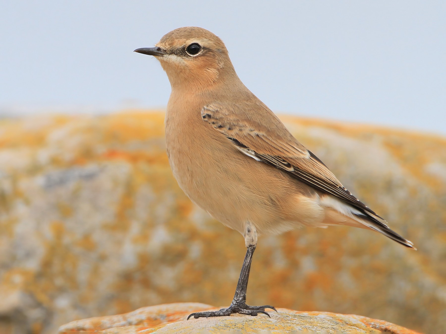Northern Wheatear - eBird