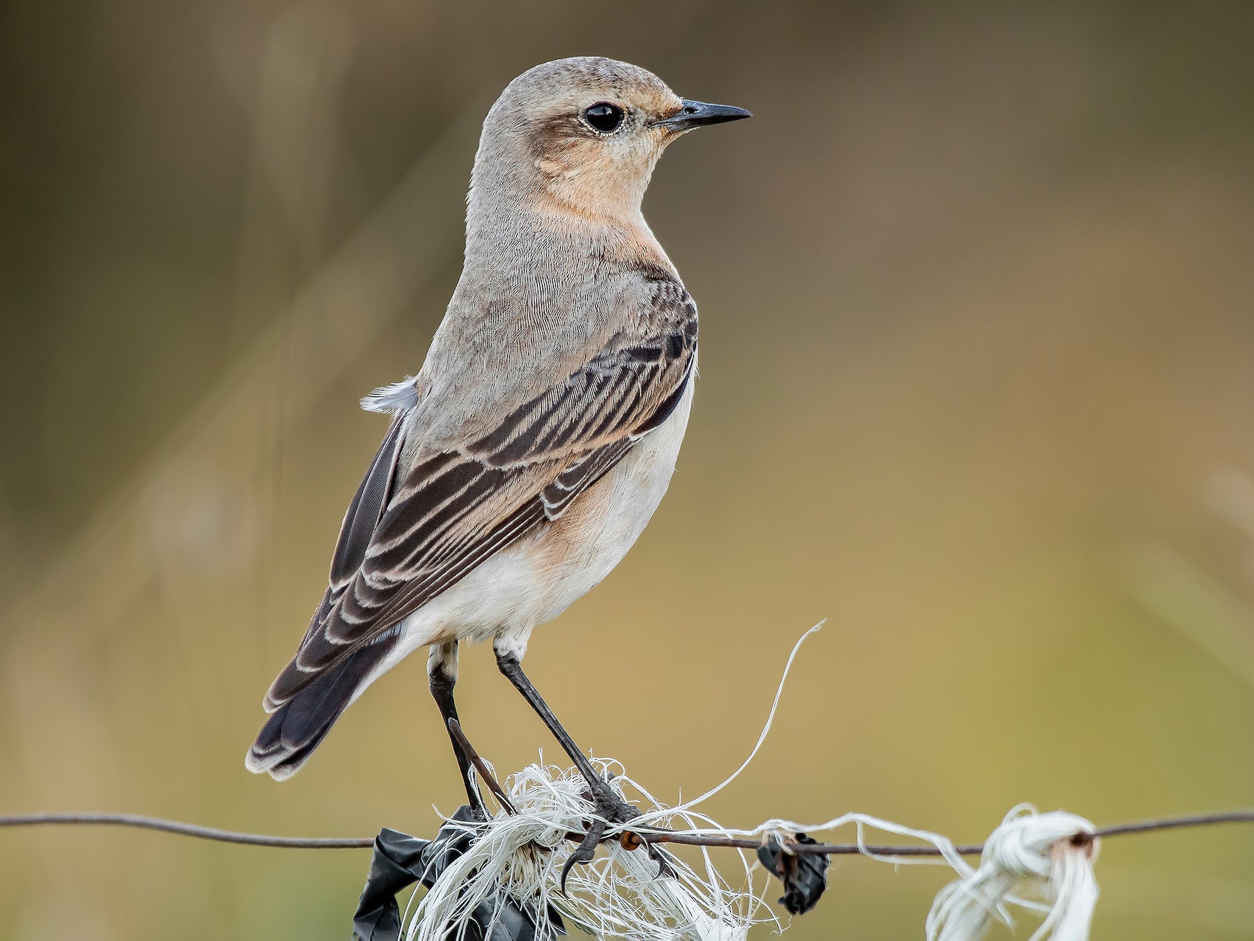 Northern Wheatear - eBird