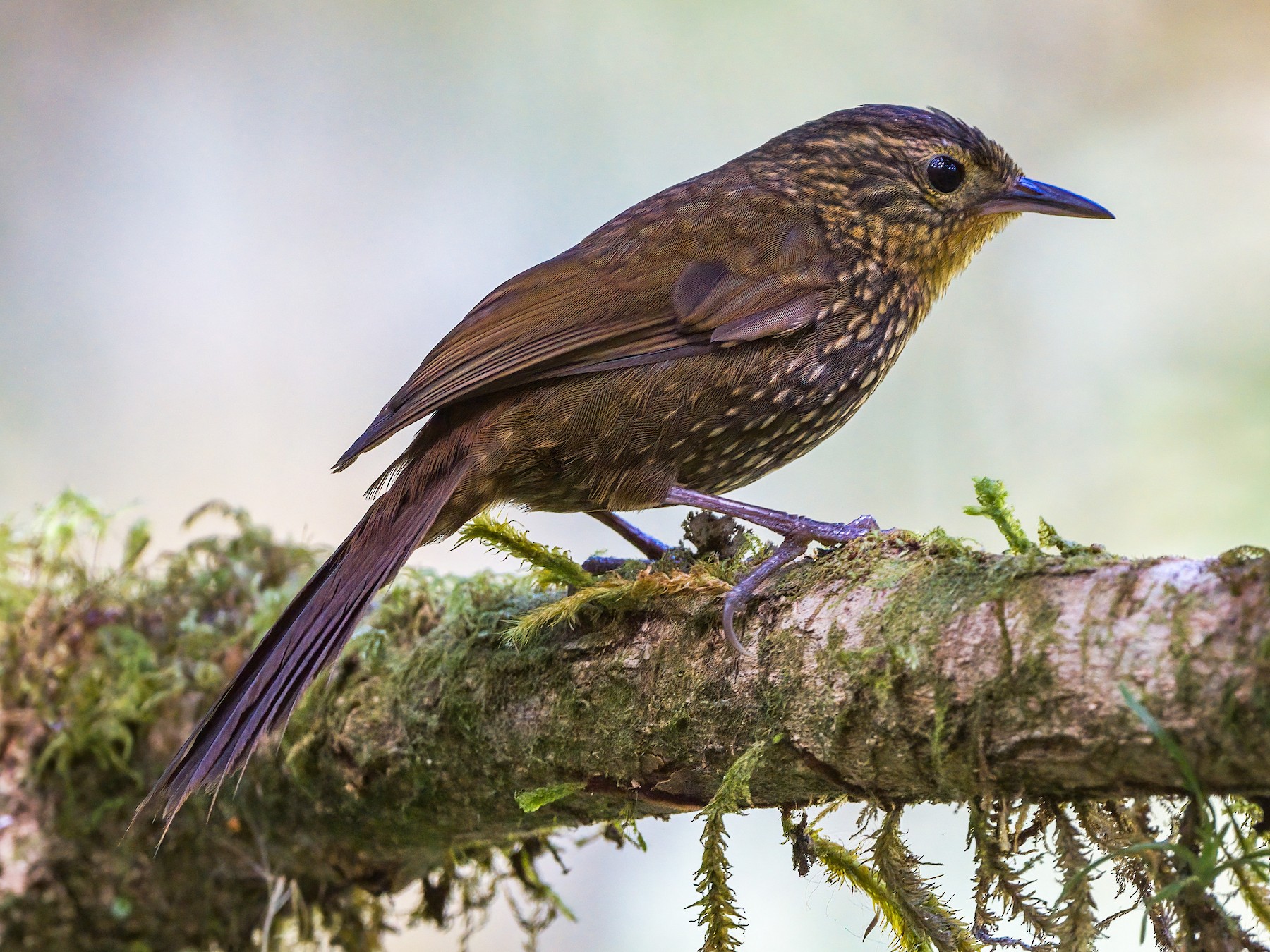 Subepalo Moteado - eBird