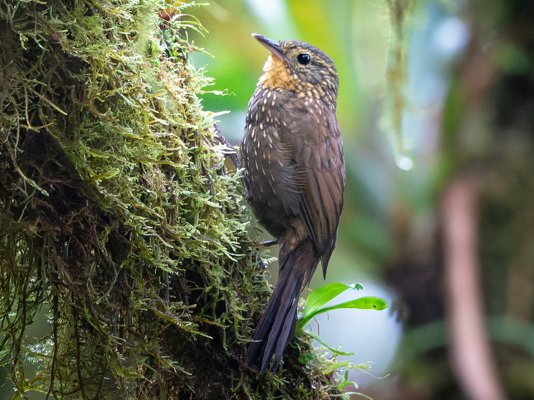 Spotted Barbtail - eBird