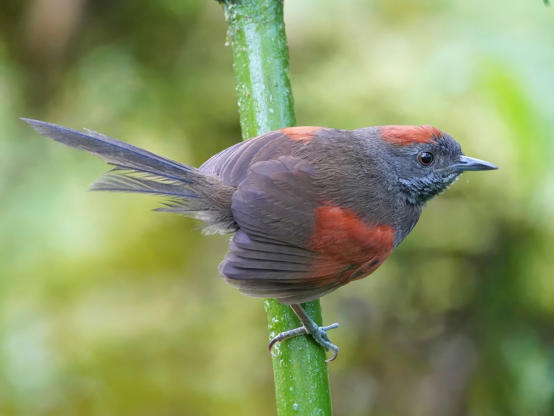Slaty Spinetail - eBird