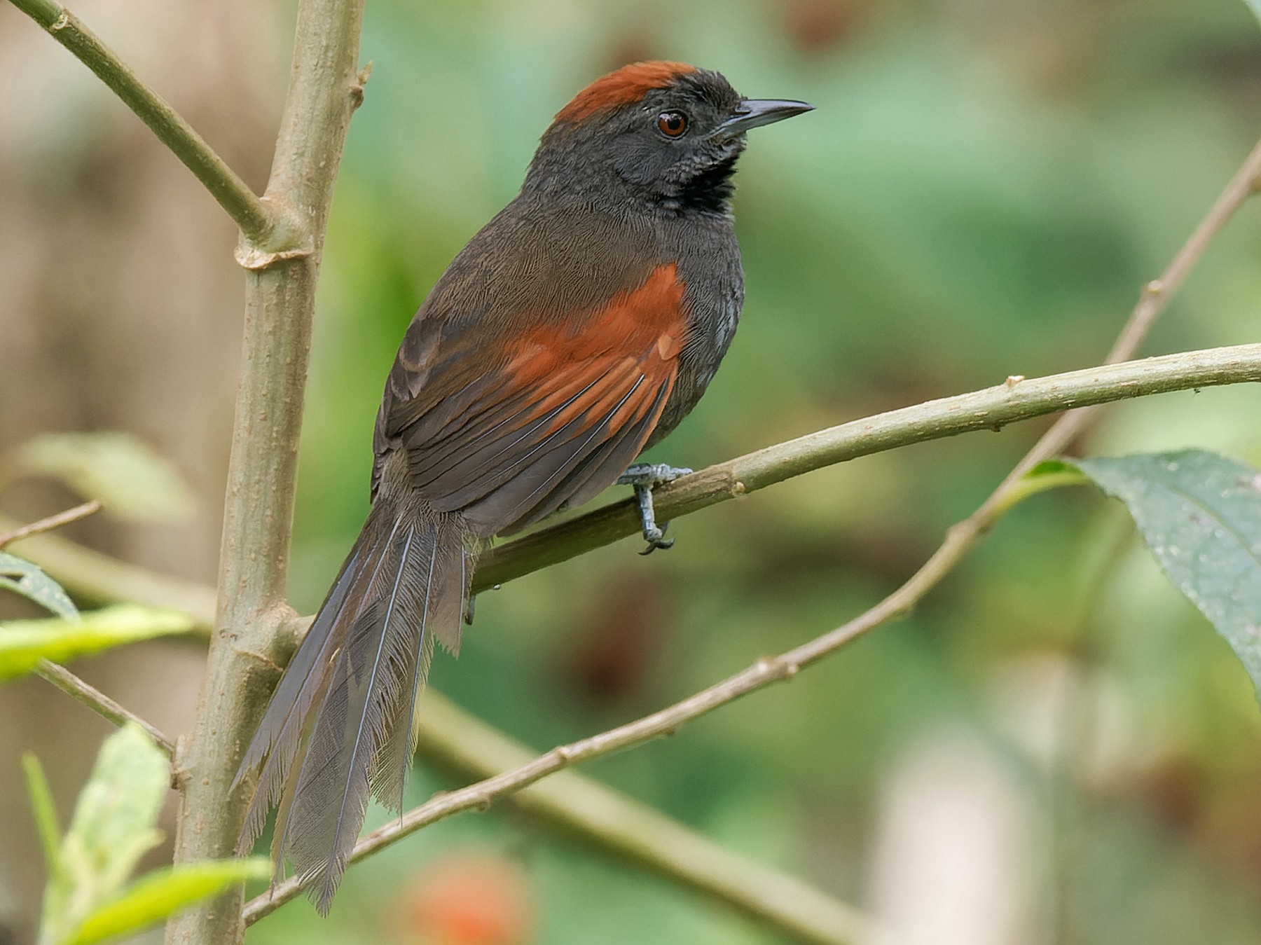 Slaty Spinetail - eBird