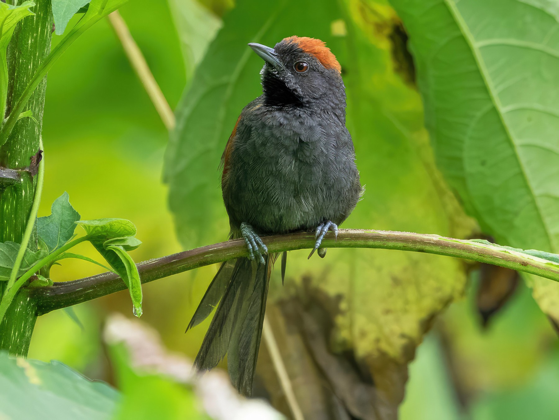 Slaty Spinetail - eBird