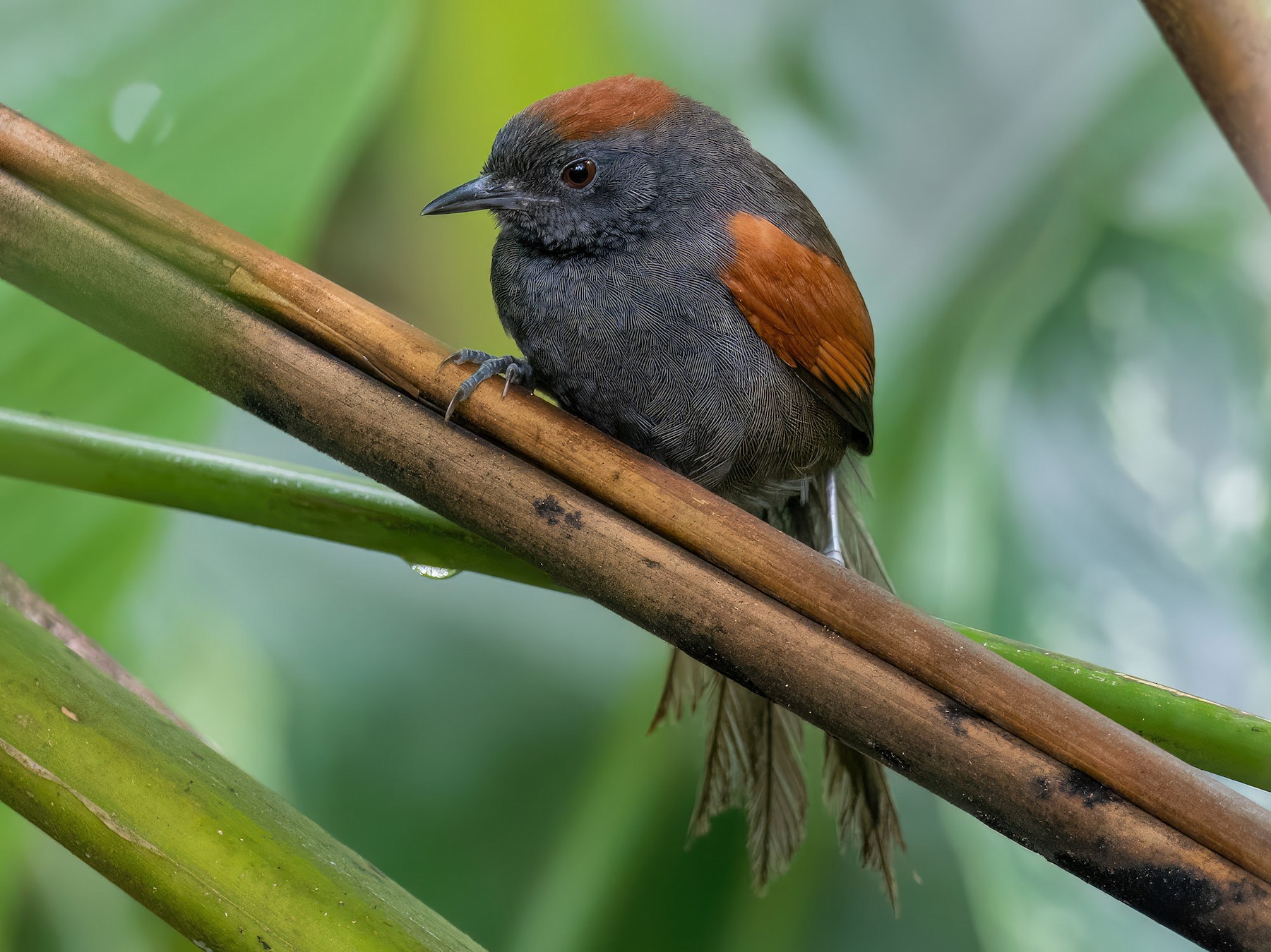 Slaty Spinetail - eBird