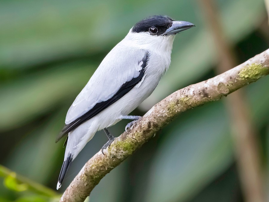 Black-crowned Tityra - eBird