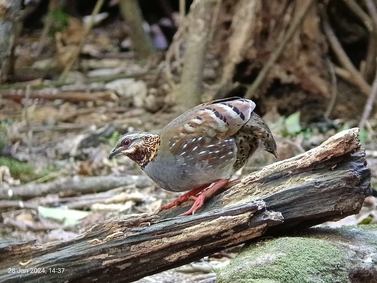 eBird Checklist - 28 Jan 2024 - Bi Doup Nui Ba National Park--Dak Ho ...