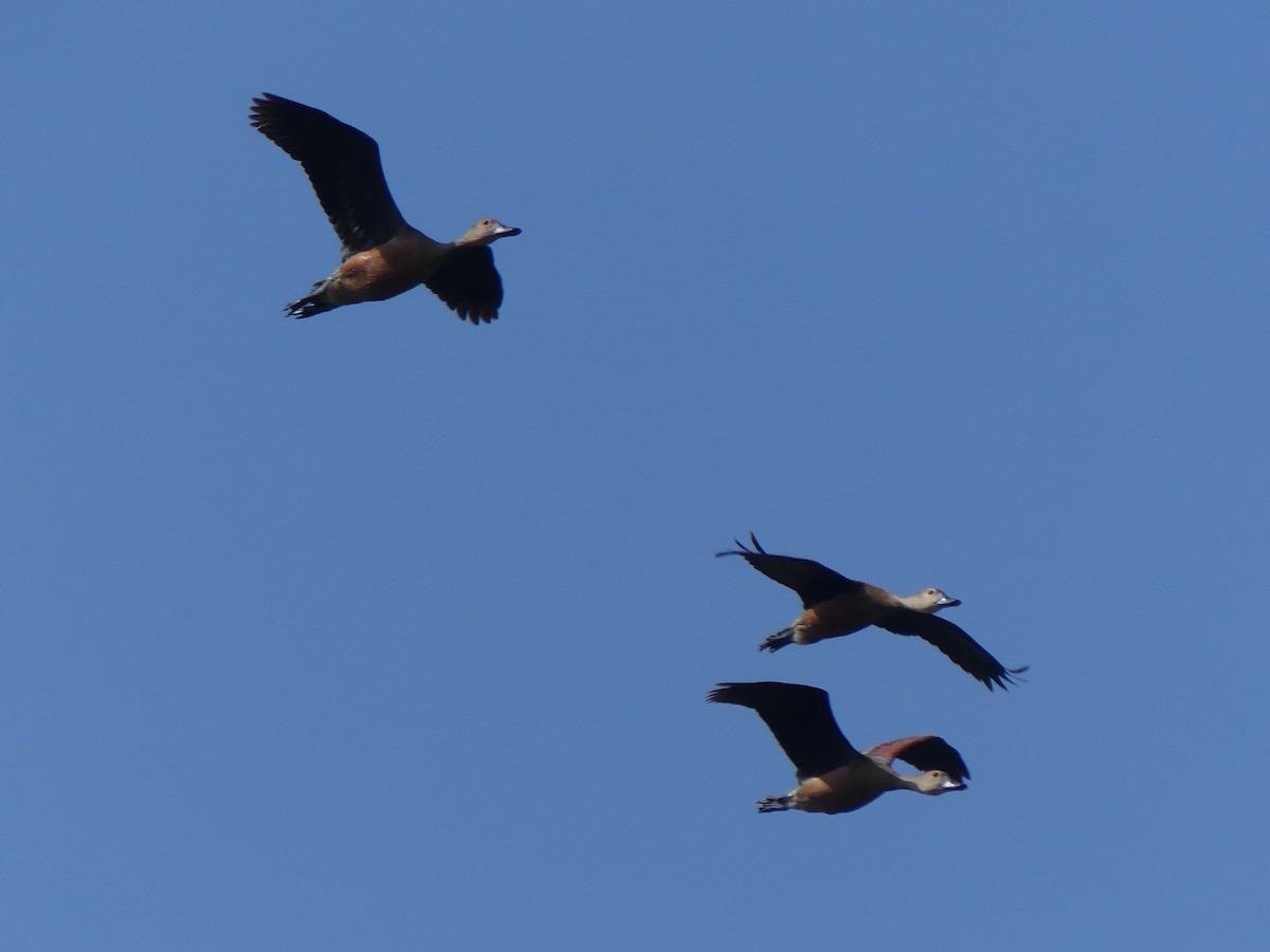 eBird Checklist - 8 Feb 2024 - Yala National Park, Katagamuwa Entrance ...