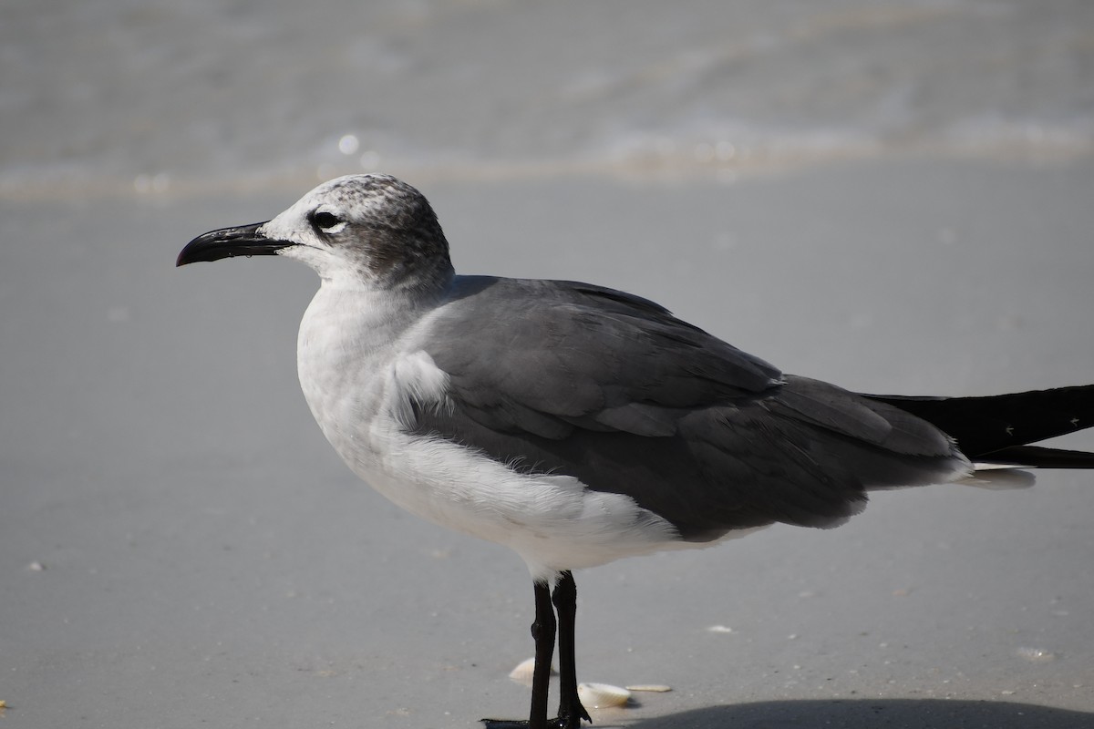 eBird Checklist - 12 Feb 2024 - Marriott VC. Marco Island US-FL - 9 species