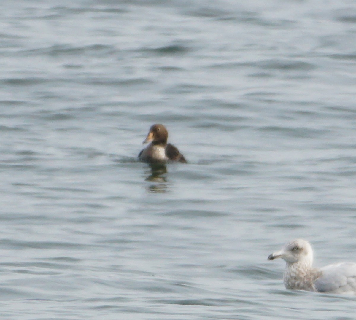 eBird Checklist - 12 Feb 2024 - Spring Lake Beach - 9 species