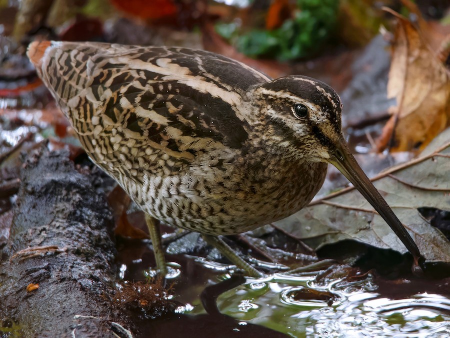 Wood Snipe - eBird