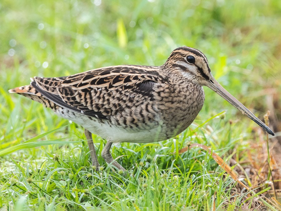 Swinhoe's Snipe - eBird
