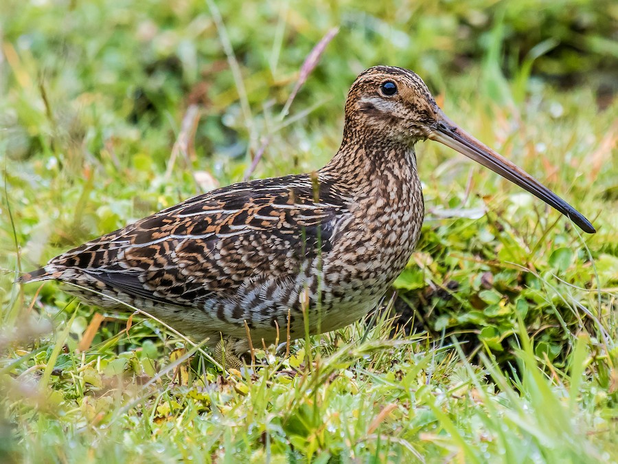 Noble Snipe - eBird