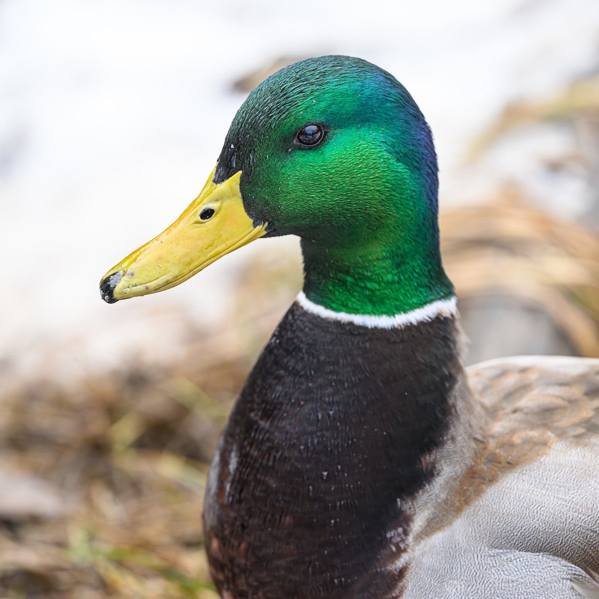 eBird Checklist - 12 Feb 2024 - Kelowna--Scenic Canyon - 11 species
