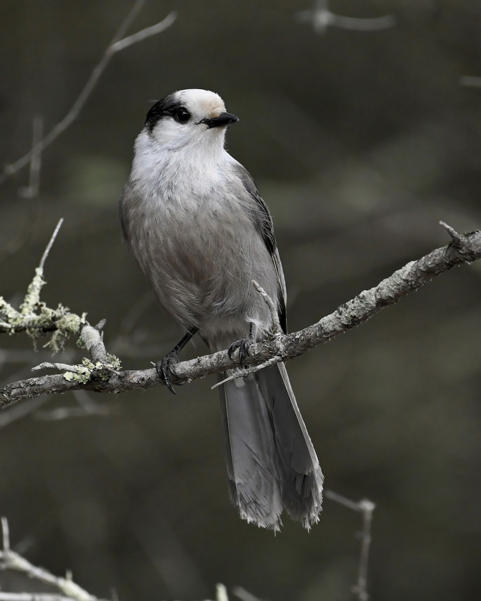 eBird Checklist - 8 Feb 2024 - Sax-Zim Bog--Arkola Rd feeders - 7 species