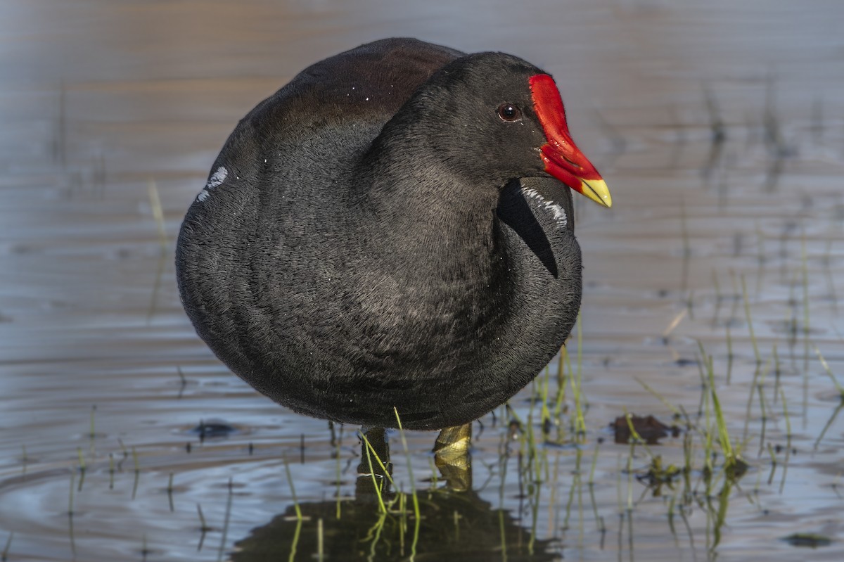 eBird Checklist - 12 Feb 2024 - Legg Lake - 67 species (+3 other taxa)