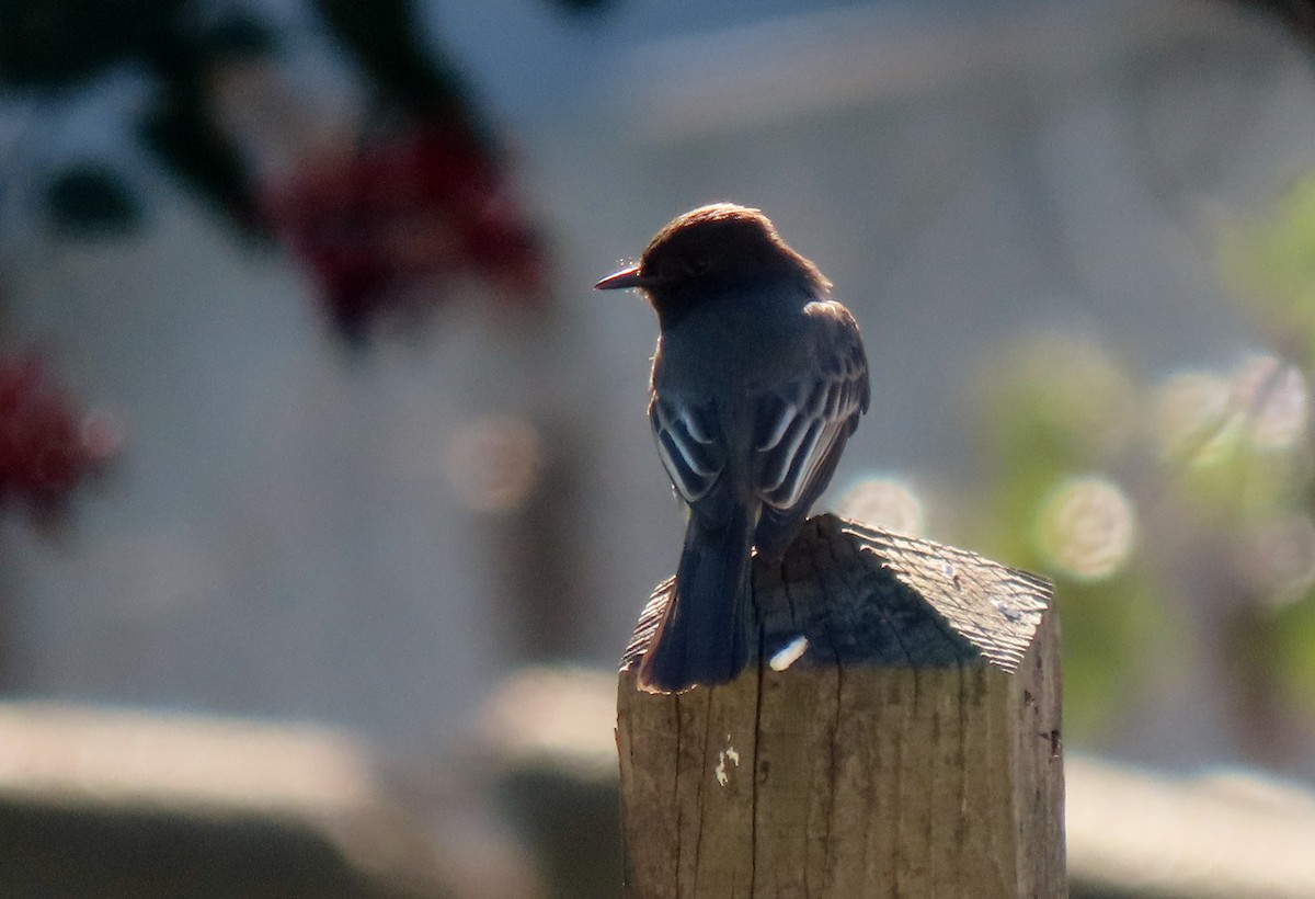 eBird Checklist - 12 Feb 2024 - Sycamore Canyon (Whittier, CA) - 24 species