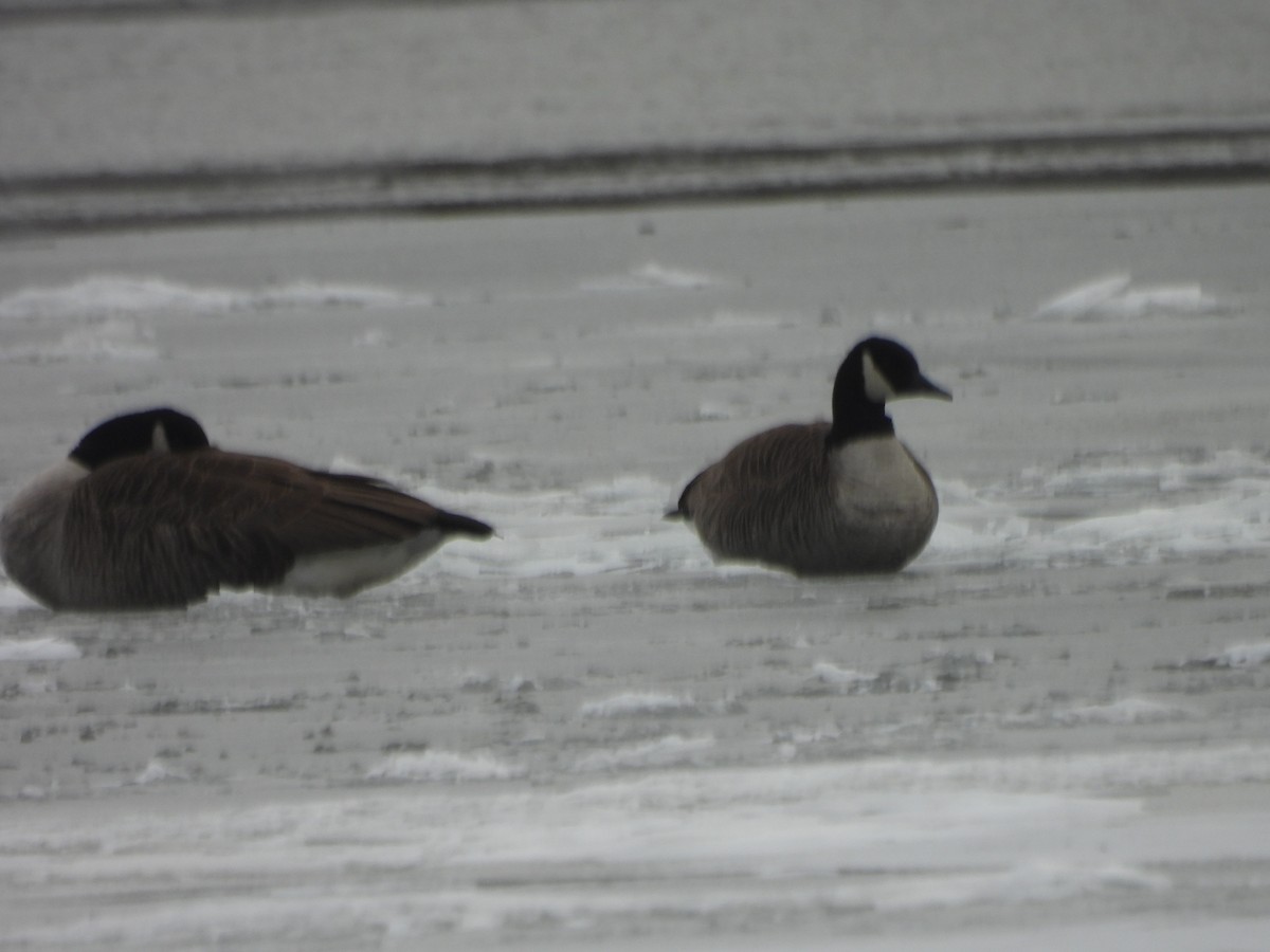 Pennsylvania Bird Atlas Checklist - 20 Jan 2024 - East Deer Recreational Park - 12 species