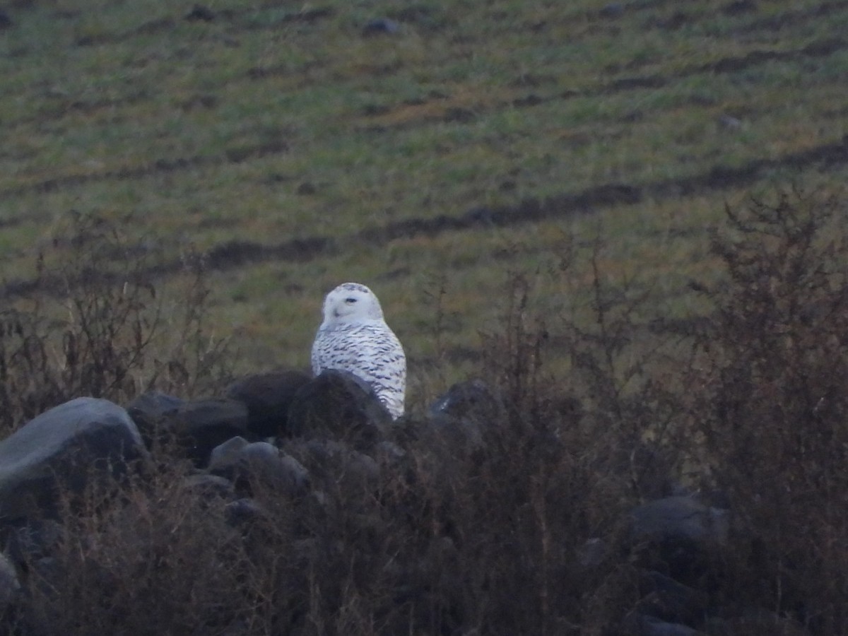 eBird Checklist - 12 Feb 2024 - Waterville Plateau -- Atkins Lake - 5 ...
