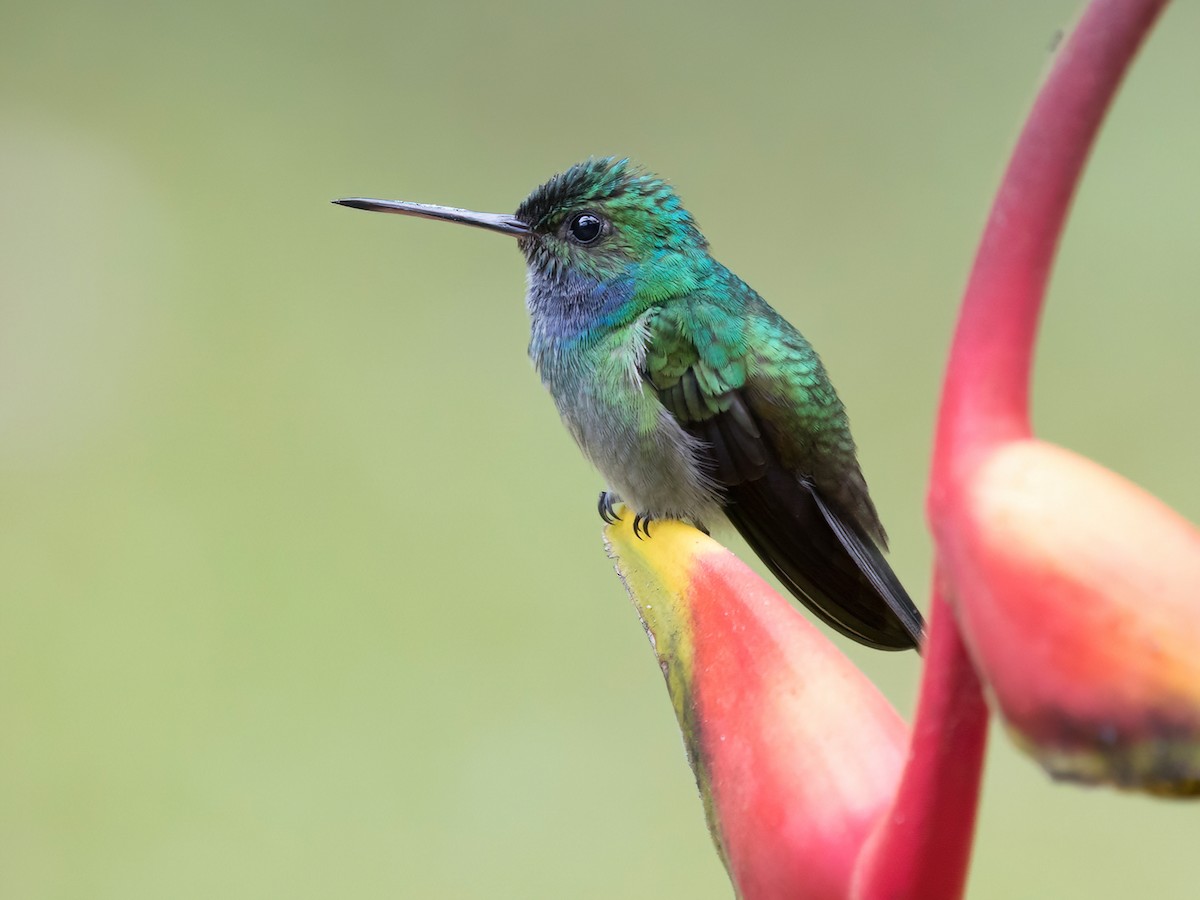 Charming Hummingbird - Polyerata decora - Birds of the World