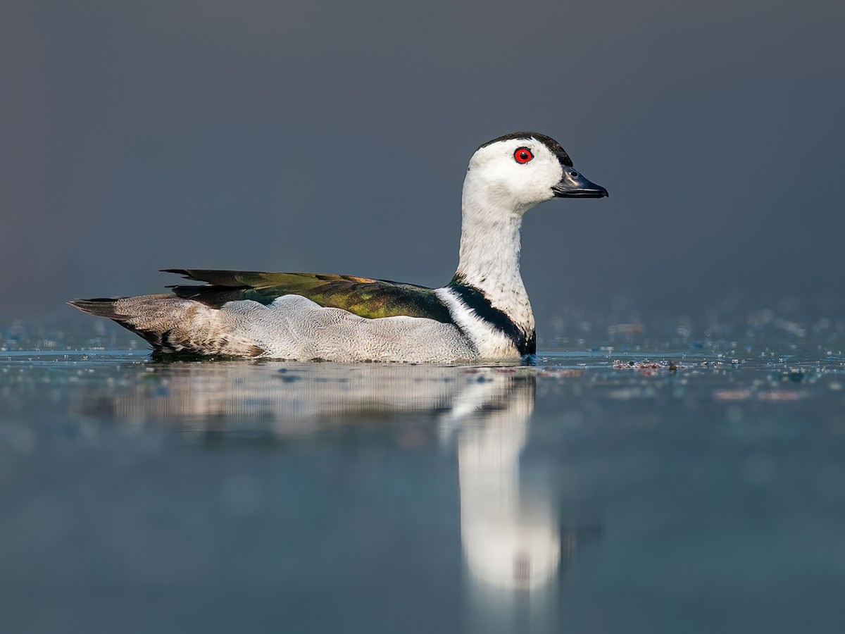 Cotton Pygmy-Goose - Nettapus coromandelianus - Birds of the World