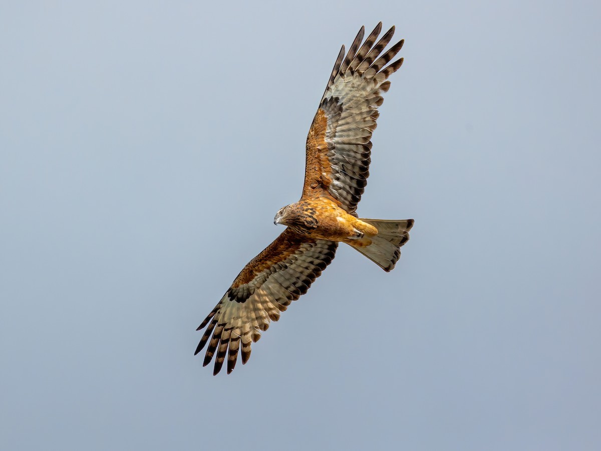 Square-tailed Kite - Lophoictinia isura - Birds of the World