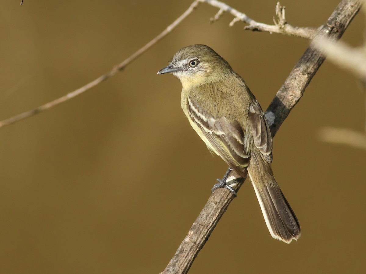 Pale-tipped Tyrannulet - Inezia caudata - Birds of the World