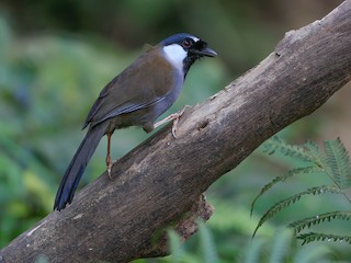 Black-throated Laughingthrush - Pterorhinus chinensis - Birds of the World