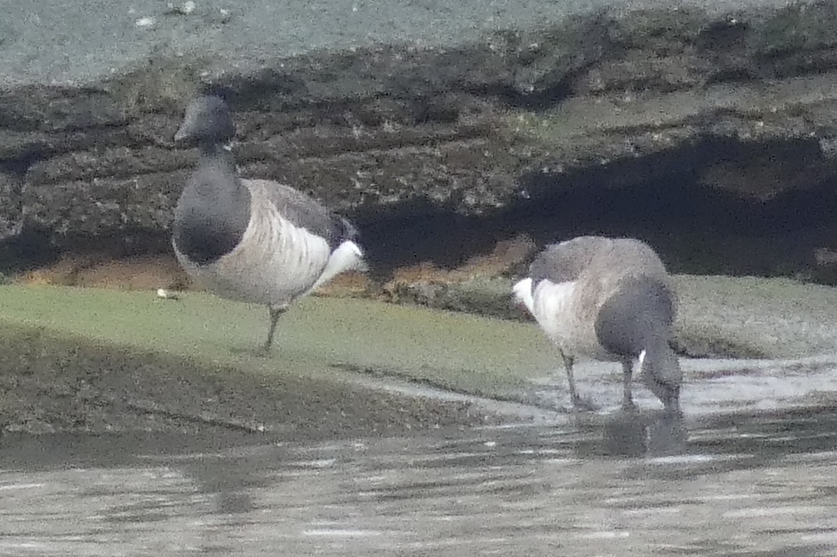 eBird Checklist - 12 Feb 2024 - Bush Terminal Piers Park - 20 species