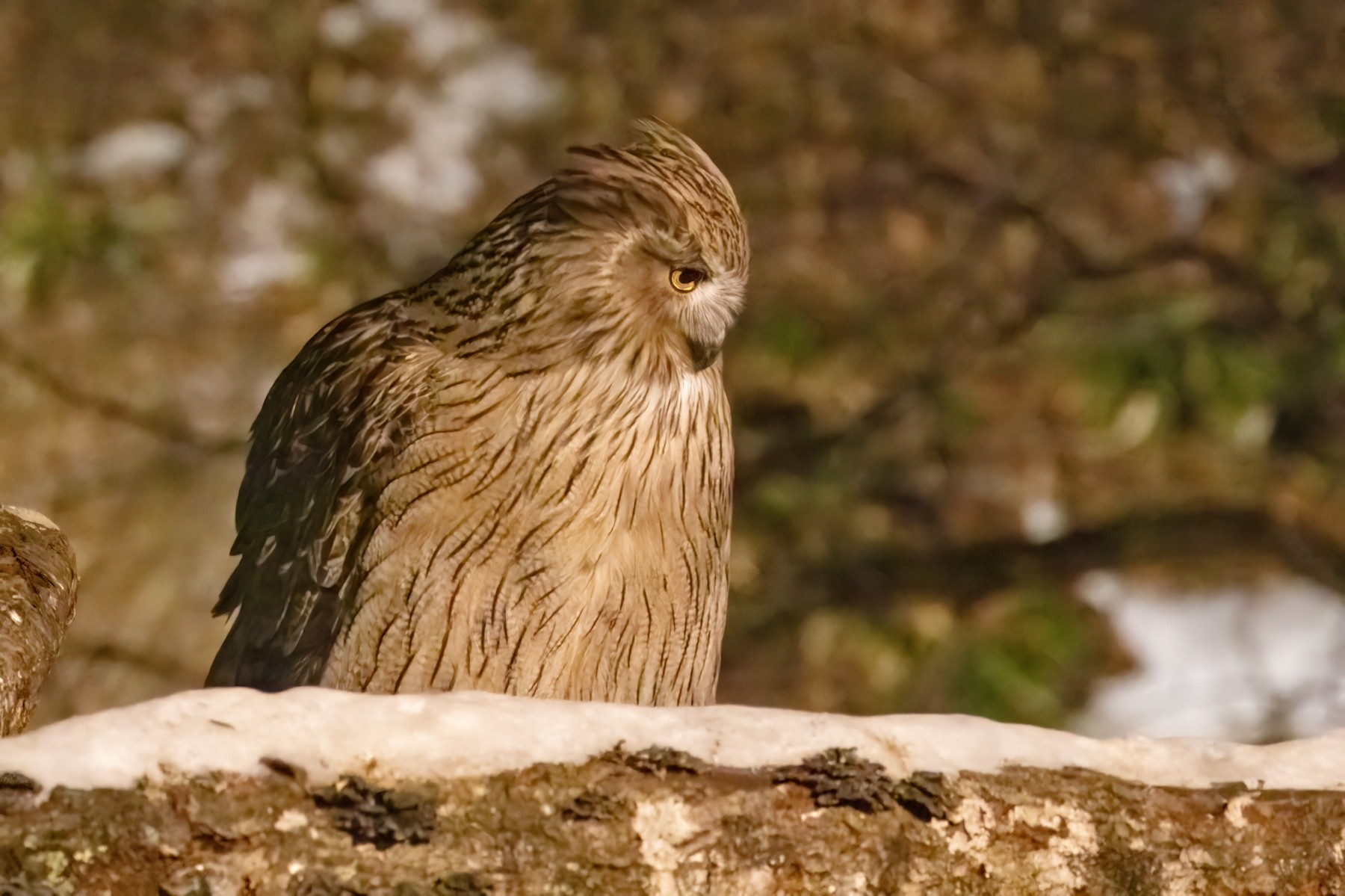 Blakiston's Fish-Owl (blakistoni) - eBird