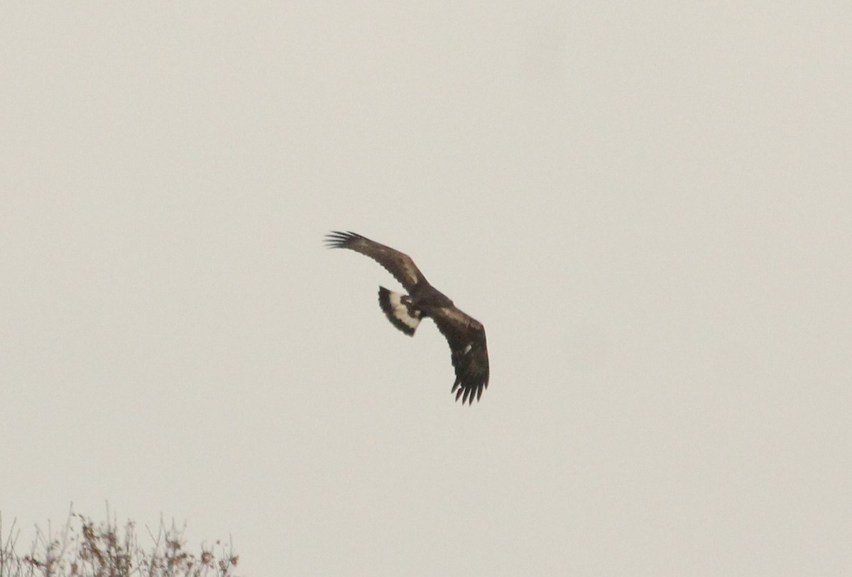 eBird Checklist - 12 Feb 2024 - Eagle Mine - 11 species