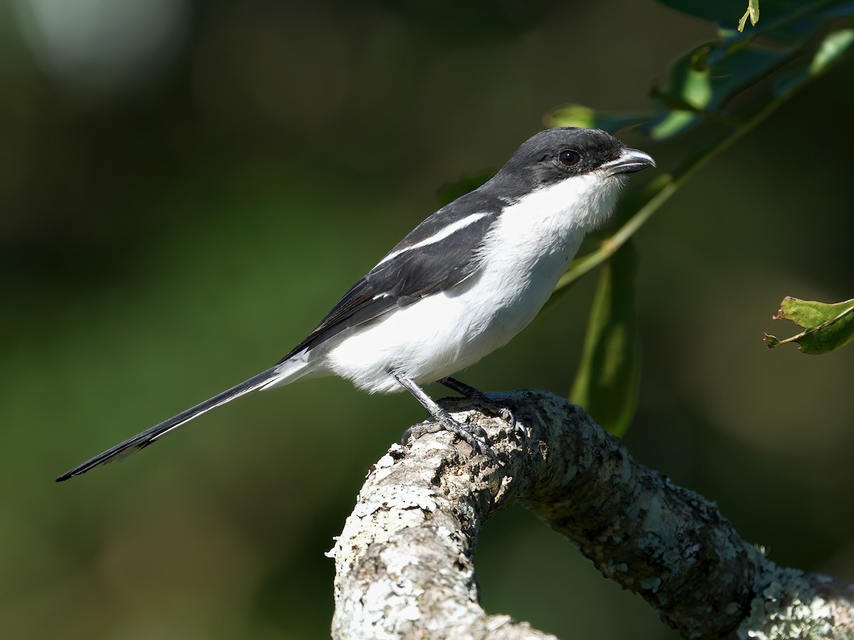 Southern Fiscal - Lanius collaris - Birds of the World