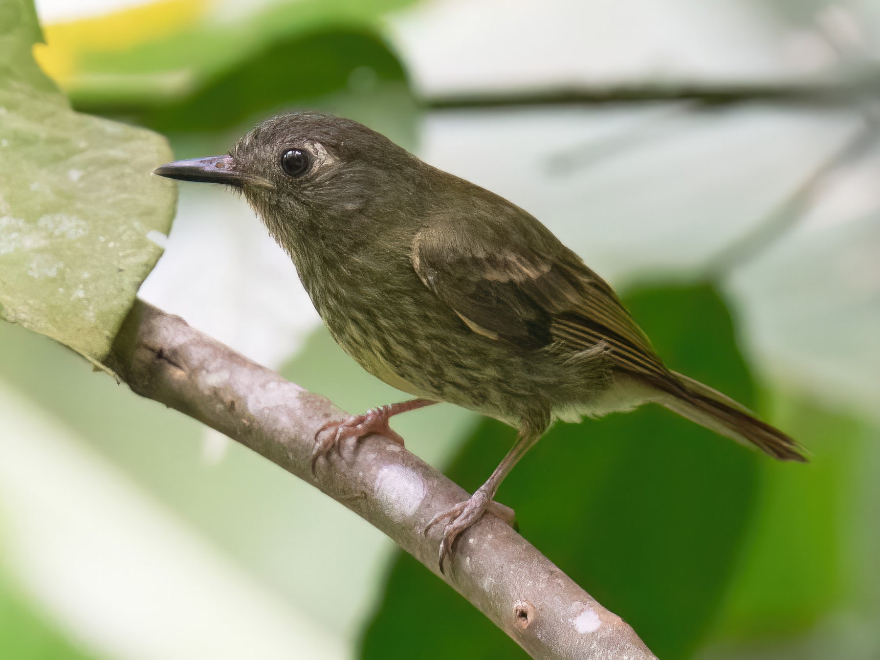 Olive-striped Flycatcher - eBird