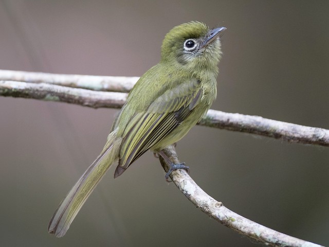 Photos - Eye-ringed Flatbill - Rhynchocyclus brevirostris - Birds of ...