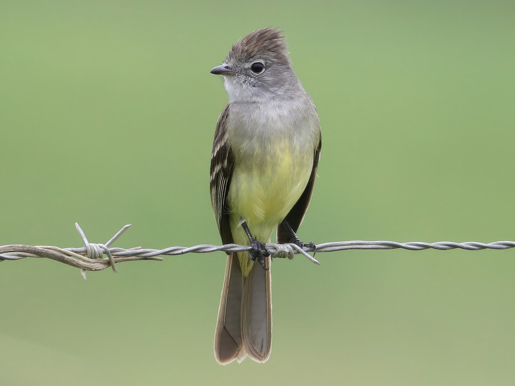 Yellow-bellied Elaenia - eBird