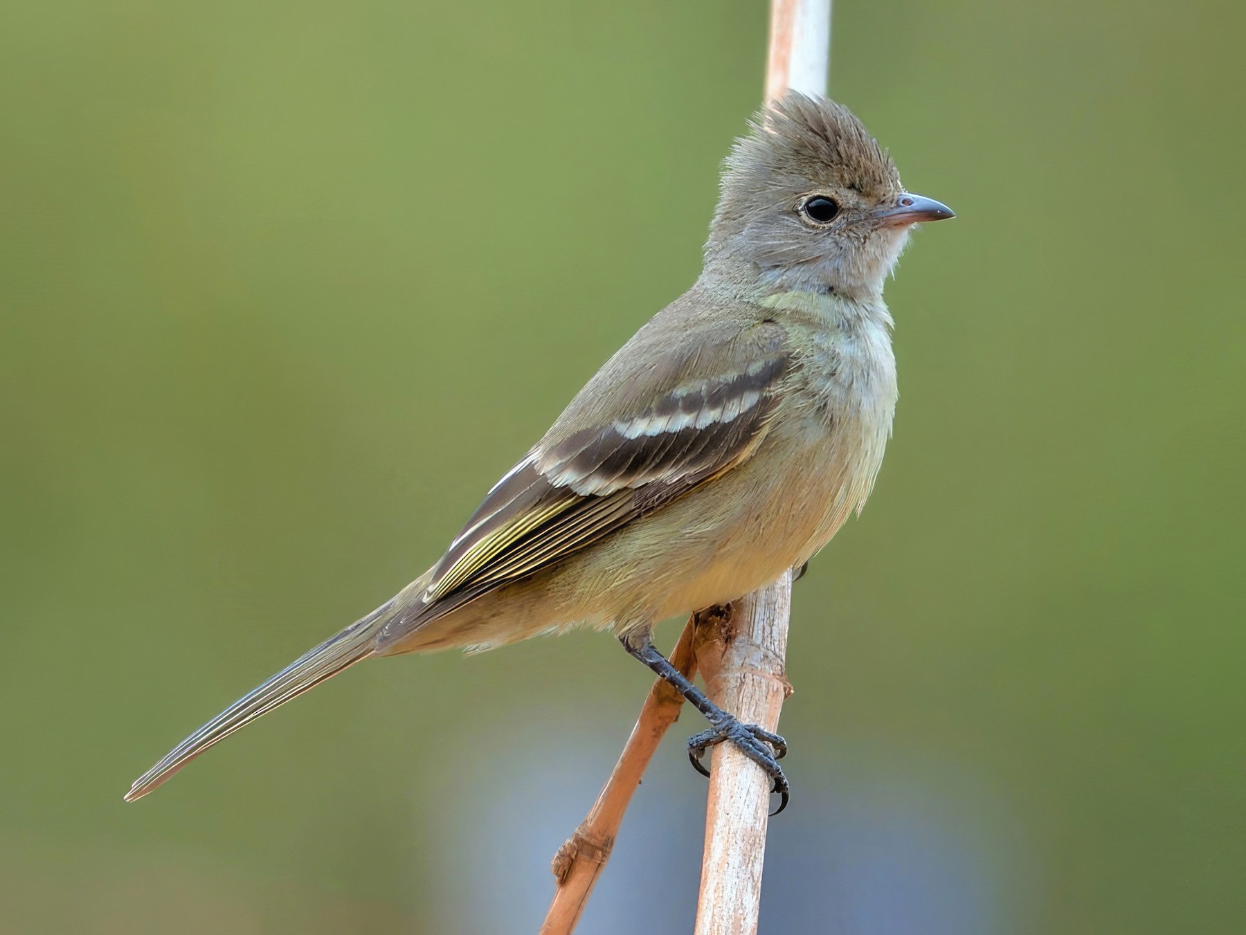 Yellow-bellied Elaenia - eBird