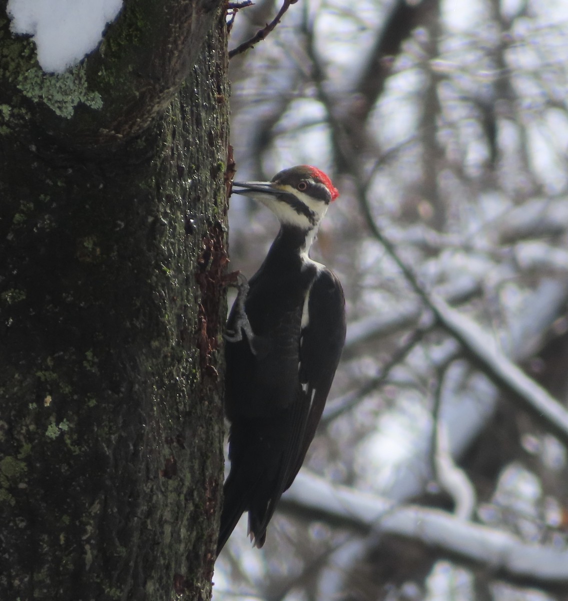 Pennsylvania Bird Atlas Checklist - 13 Feb 2024 - 1985 Last Run Dr ...
