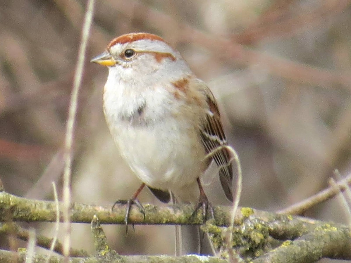 Pennsylvania Bird Atlas Checklist - 12 Feb 2024 - Melchor Tract Park ...