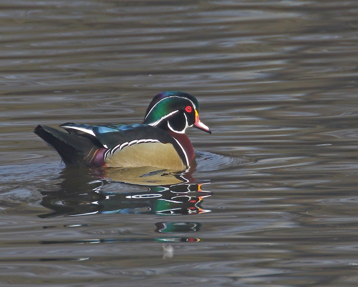 eBird Checklist - 13 Feb 2024 - West Levee Pond - 12 species (+1 other ...