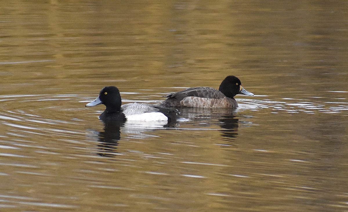 eBird Checklist - 13 Feb 2024 - Levee Pond - 22 species