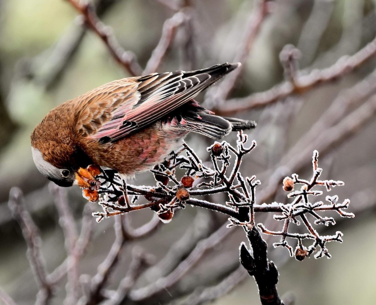eBird Checklist - 13 Feb 2024 - Henry Lanum Trail - 9 species